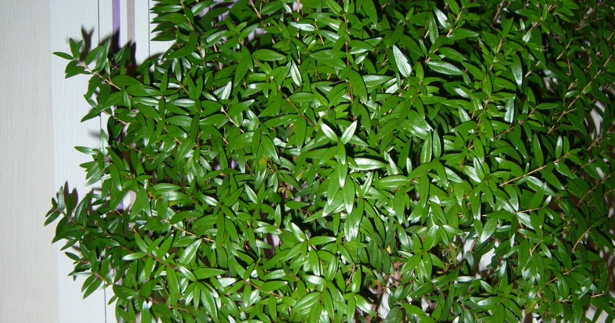 Ogrodniczka: Mirt zwyczajny - Myrtus communis