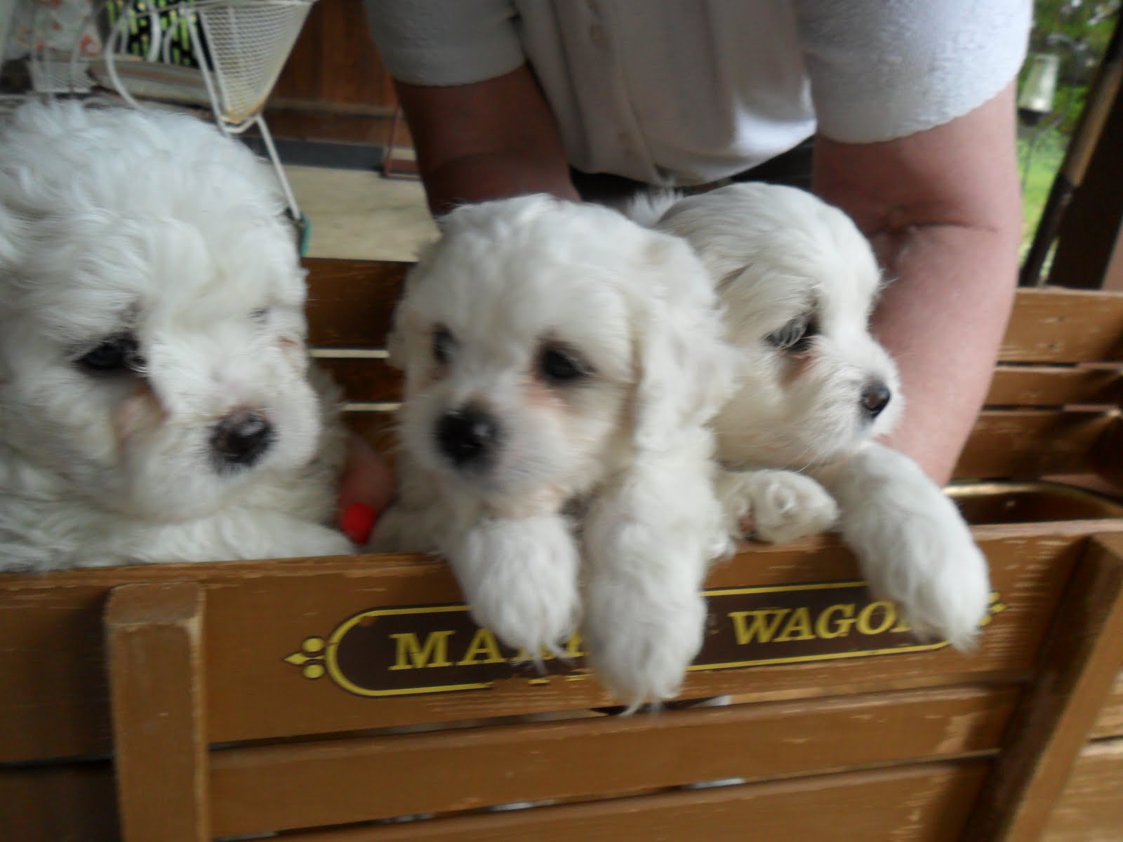 Cute Puppies For Sale Adorable Puppies For Sale 