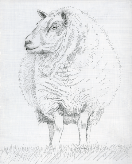 Image Maker: Full sheep pencil sketch