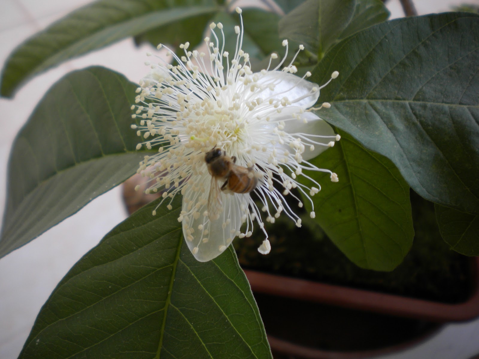 Pausa para Viajar: A abelha e a Flor de goiabeira