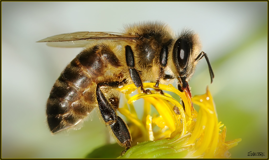 insectos : TIPOS DE INSECTOS