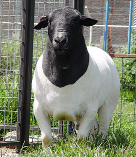 CRIADERO OVEJA DORPER ESPAÑA: CRIADERO OVEJA DORPER ESPAÑA