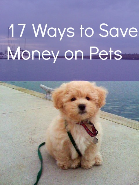 Cute Puppies and Kittens: 17 Ways to Save Money on Pets