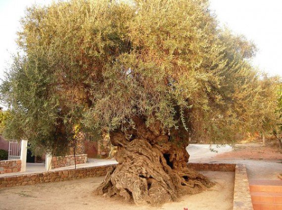 Freyja Hof's Muse: Athena's Sacred Olive Trees