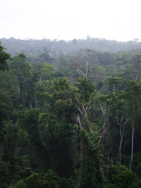 Ghana: Kakum national park; treetop style – Kulturstudier