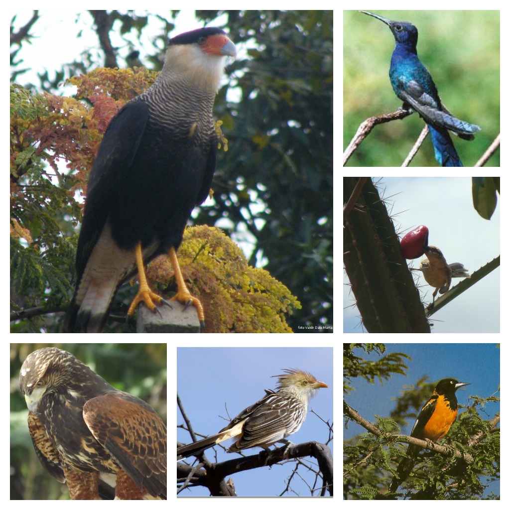 VENTO NORDESTE: A SURPREENDENTE E BELA FAUNA DA CAATINGA