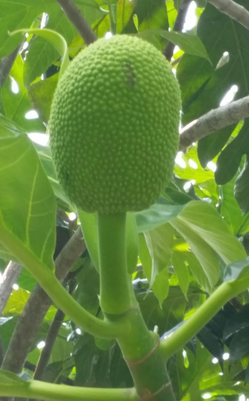 Warisan Petani: Pokok Sukun