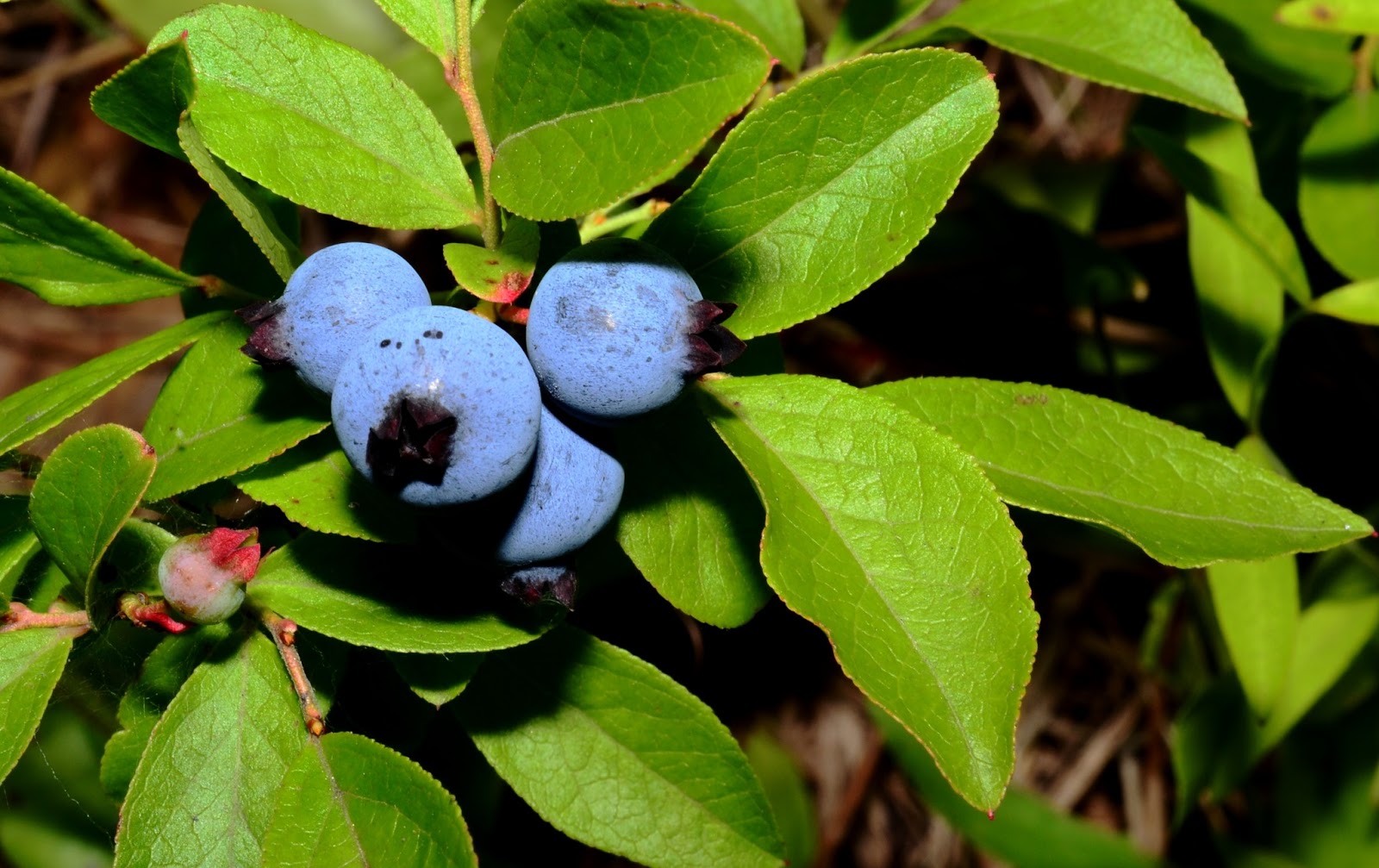 Get Your Botany On!: Wild Blueberry