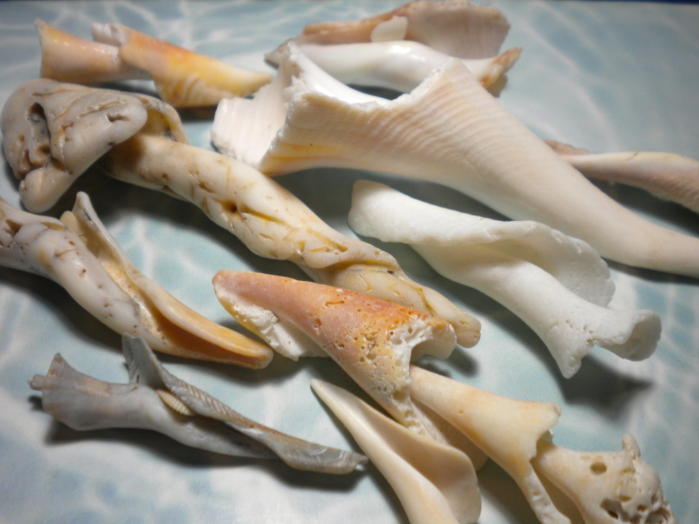 Del's Shells: Seashell Saturday