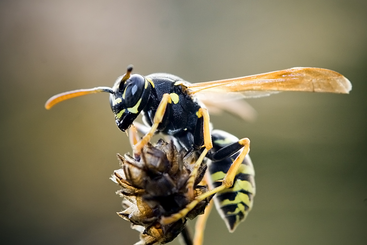 Invertebrados de Huesca: Polistes nimpha (Avispa)