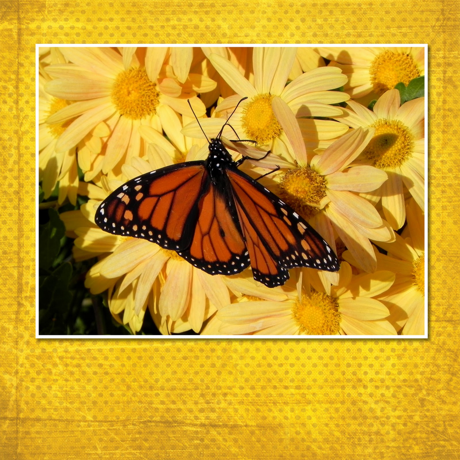 Power of the Flower: Butterfly Names (12 inch) In Search of....