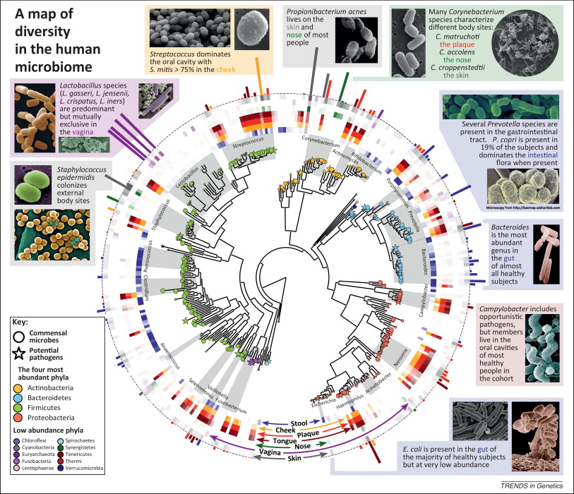Species New to Science: [Microbiota • 2013] Biodiversity and functional ...