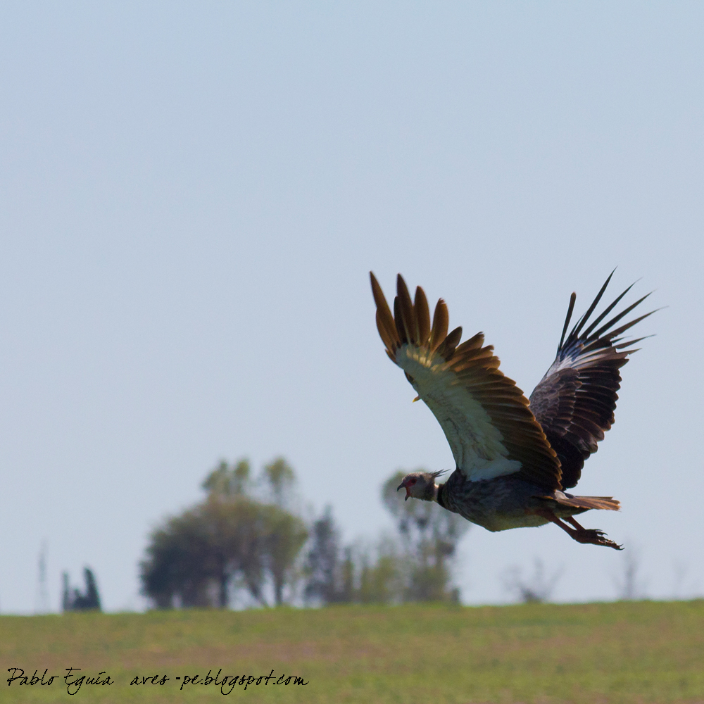 mis fotos de aves: 12/02/11