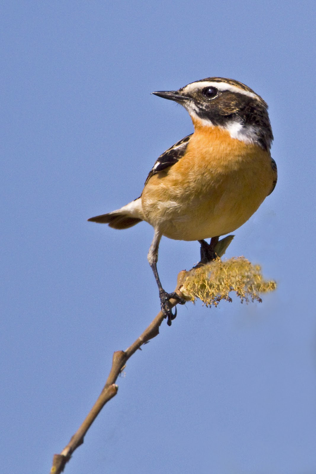 PETER'S PORTFOLIO..............Bird & Wildlife Photography: Whinchat