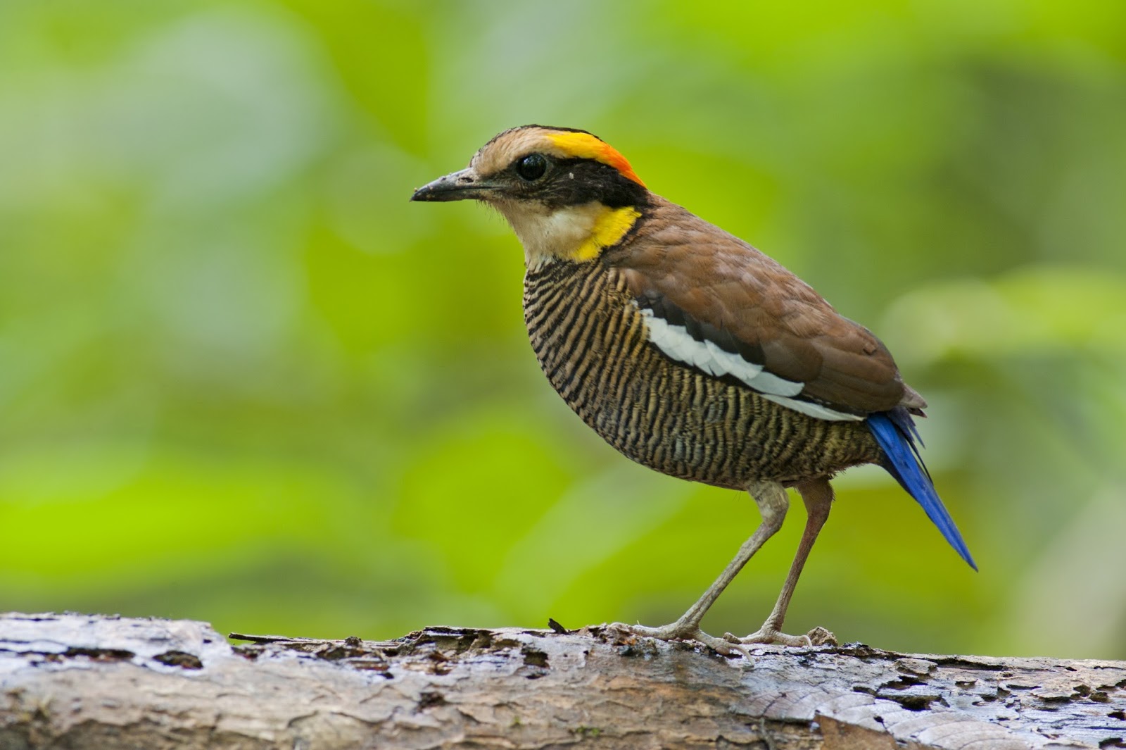 Cozy Bird Photography: Banded Pitta female..