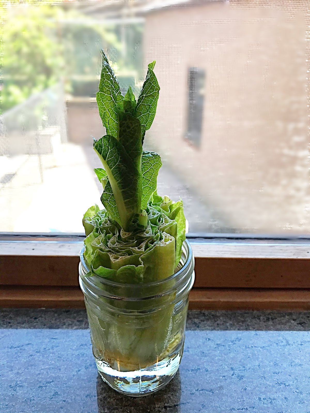 How to Re-Grow Lettuce | Julie's Creative Lifestyle