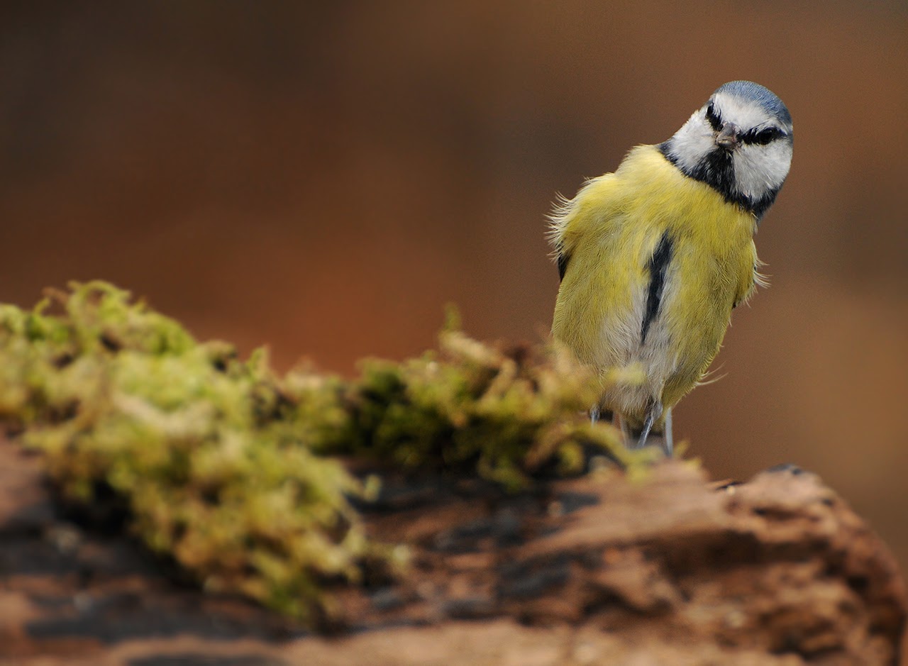 Udstuen Naturbilder: Småfugler