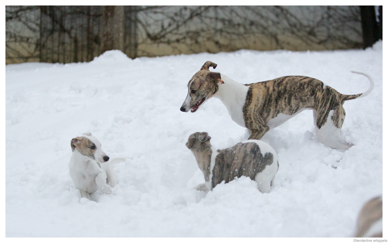 Whippet kennel Tenderline: Zimske radosti