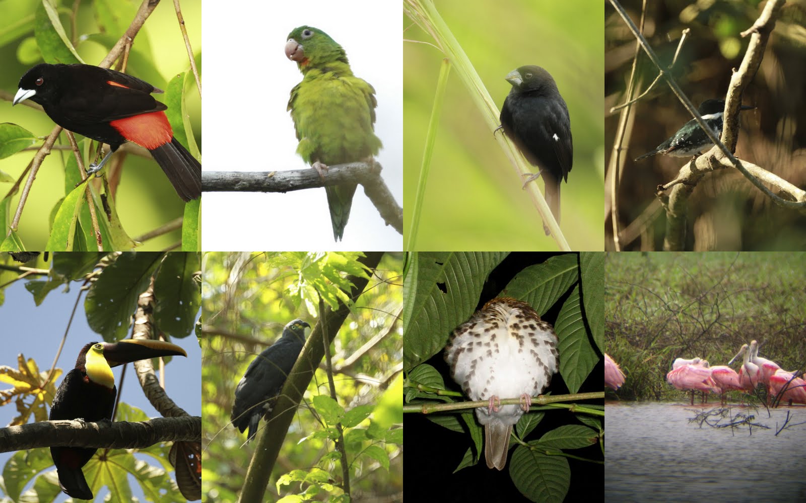 Bogarin Trail: · Bird Tour