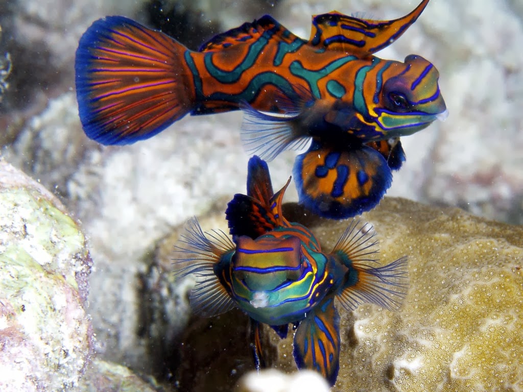 fish share: MANDARIN FISH IKAN HIAS CANTIK 4