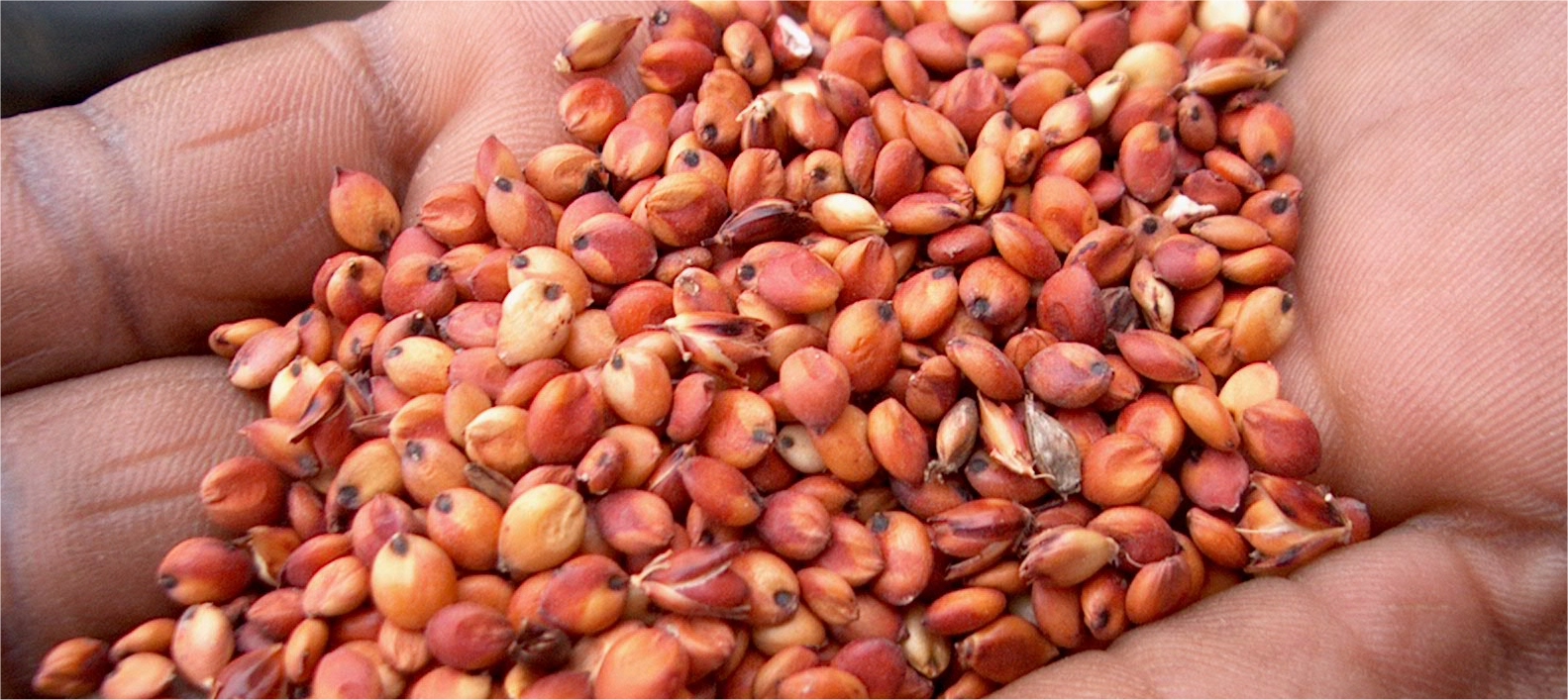 Nutrition cuisine ivoirienne on emaze