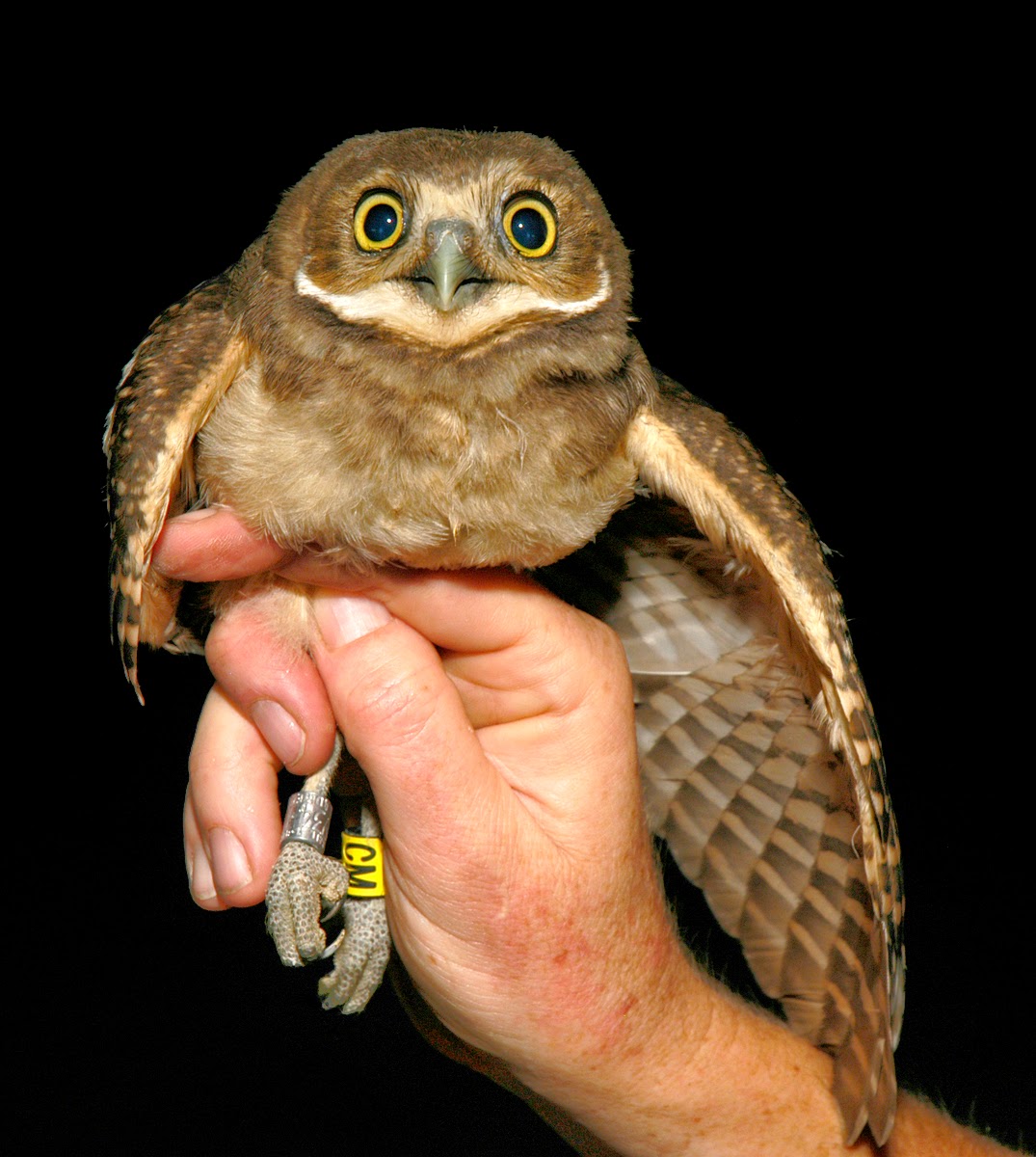 Birds: 8 Tips on Successfully Maintaining Owls (Part 2)