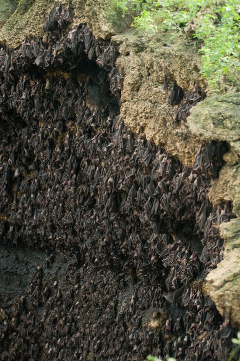 Hagimit Nature Falls & Monfort Bat Cave ~ Spoons & Slippers