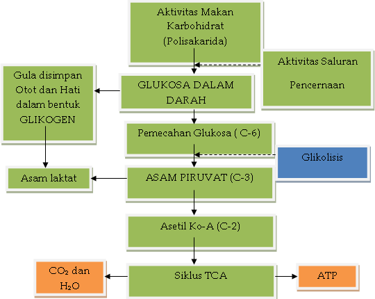 coretanku: Metabolisme Karbohidrat