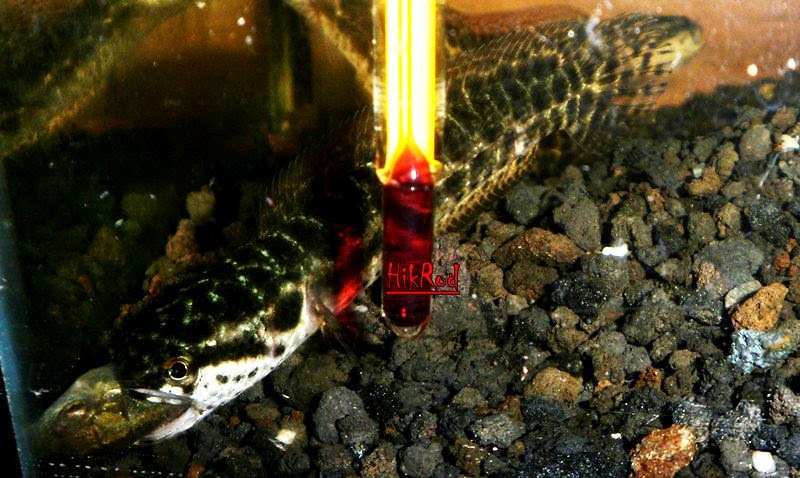 Mahamaya Hiko: Channa Bankanensis "Bangka snakehead" Profil dan cara ...