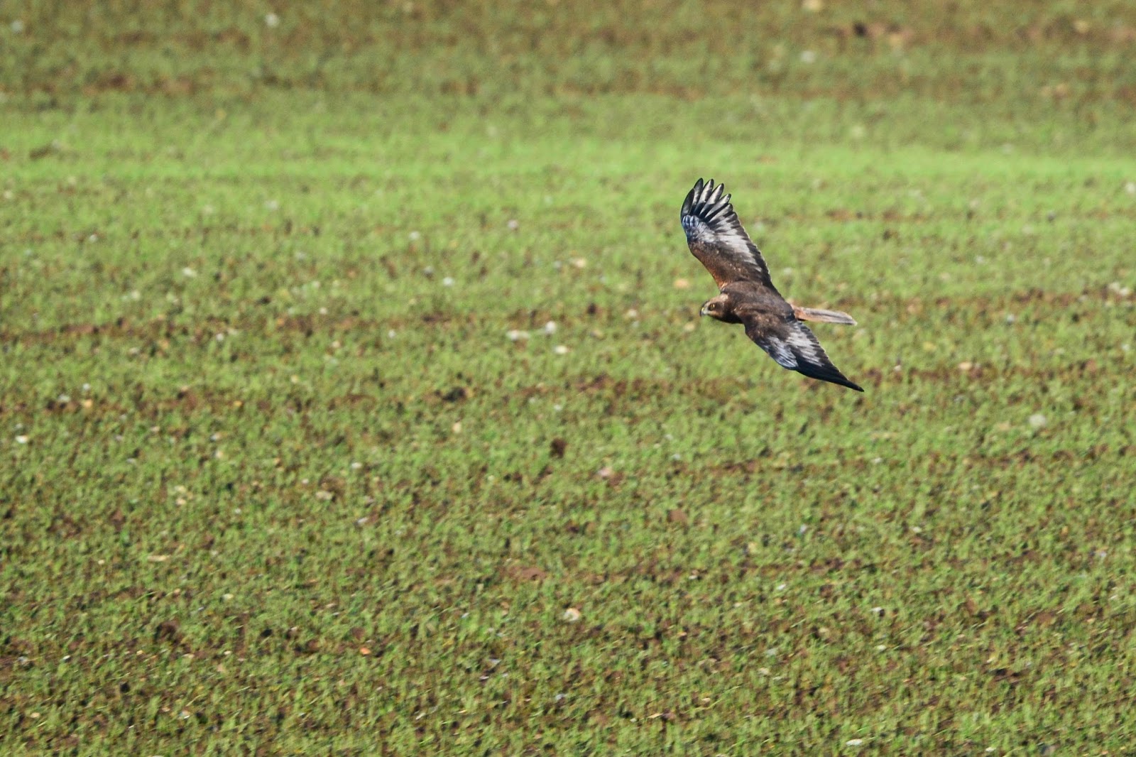 Happisburgh Parish Bird List