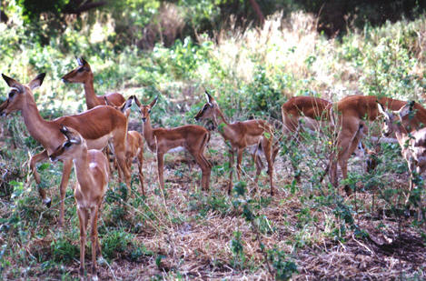 The Fantastic of Year 6 Science: GROUP ANIMALS