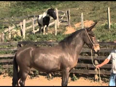 Blog do Facó: MULA OU BURRO