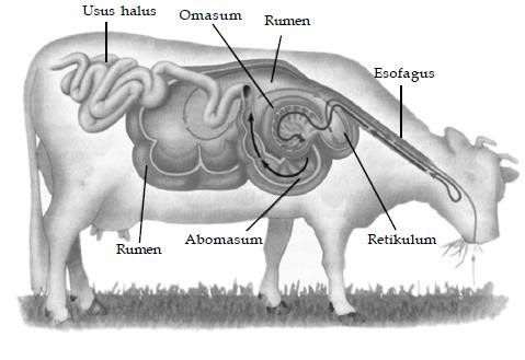 4 Perut Pada Ternak Sapi dan Fungsinya - Rumah Petani