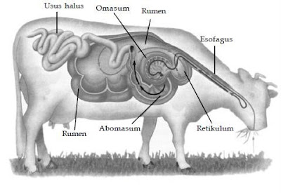4 Perut Pada Ternak Sapi dan Fungsinya - Rumah Petani