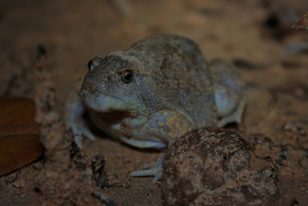 Real Monstrosities: Blunt-headed Burrowing Frog