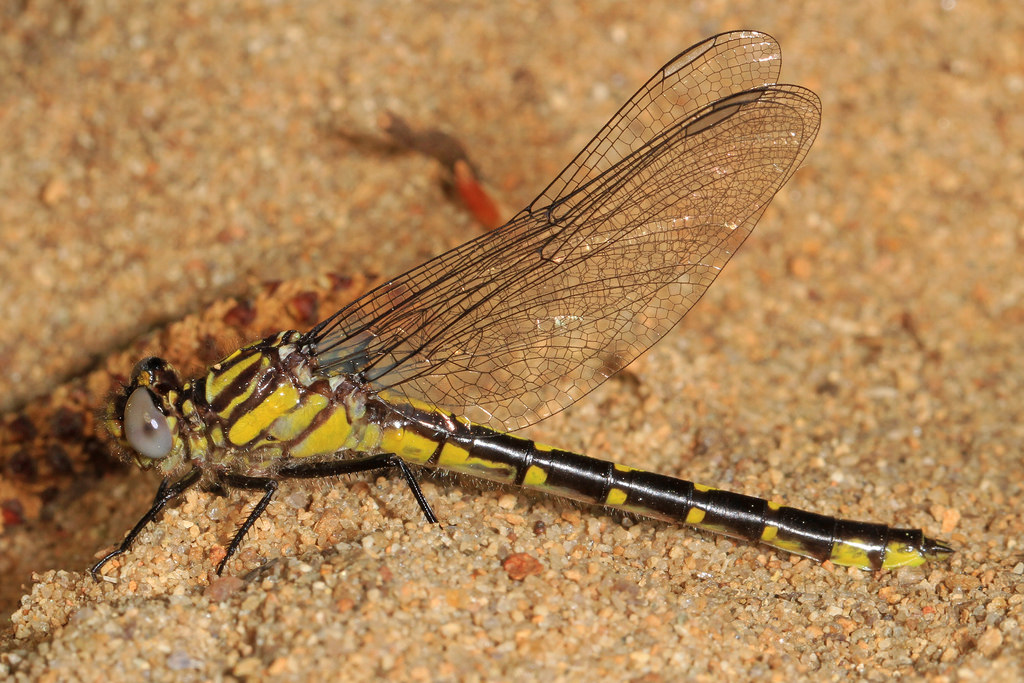 Earth and Space News: Spine-Crowned Clubtail Dragonfly: Black-and ...