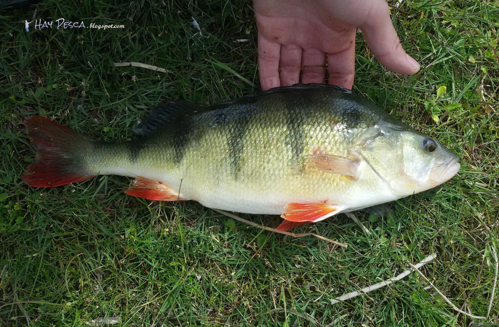 Superpercas! Los ansiolíticos convierten a las Percas Fluviatilis en ...