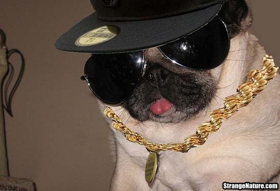 Funny Gangster Animals | Photos 2012 | Funny And Cute Animals