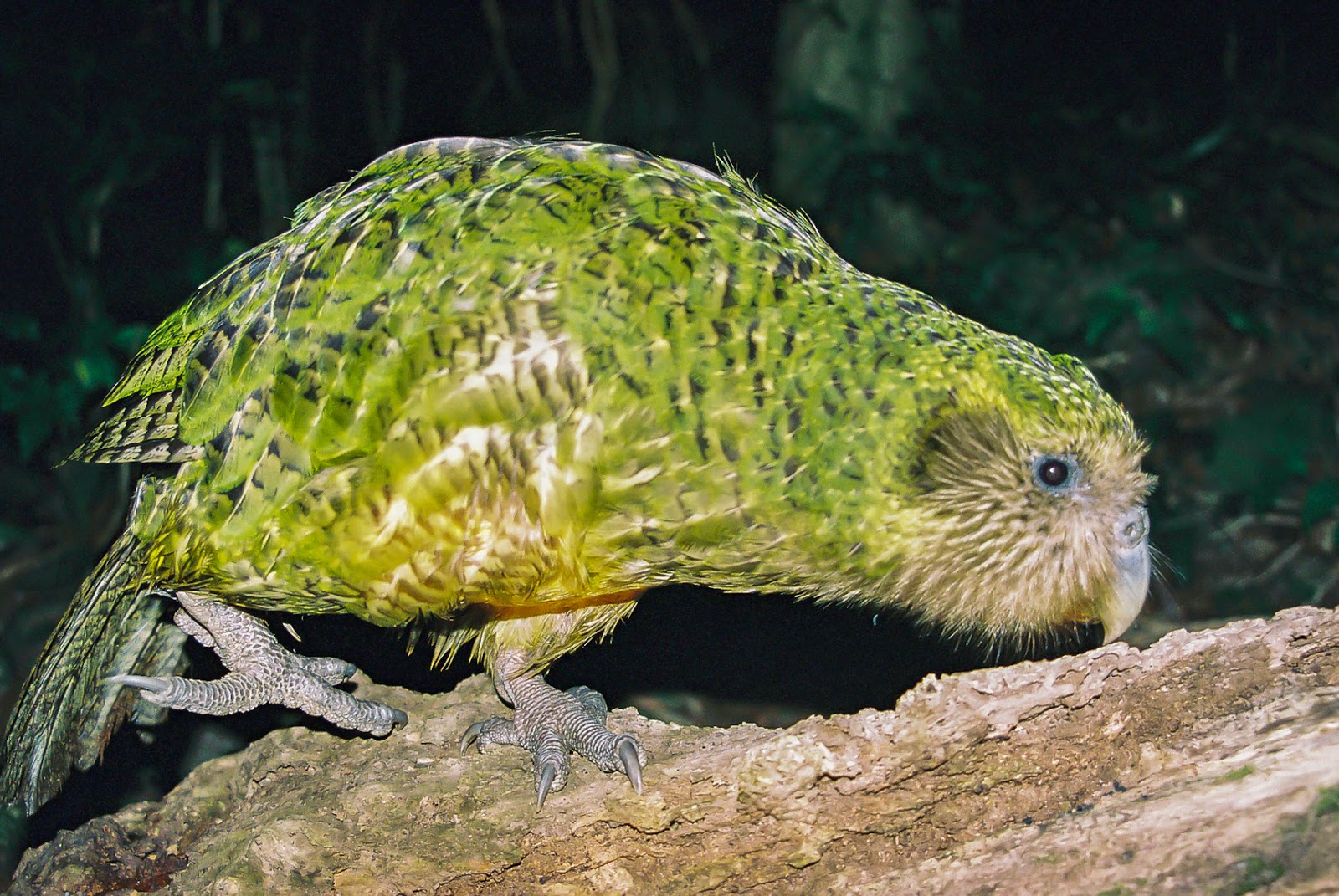 BIOFLAGRANTES*: KAKAPO