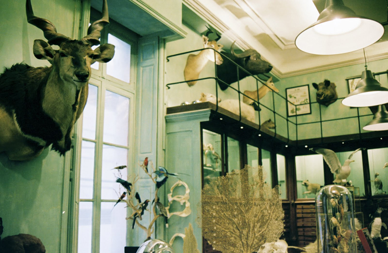 PARIS – Deyrolle Taxidermist | Brose Nose