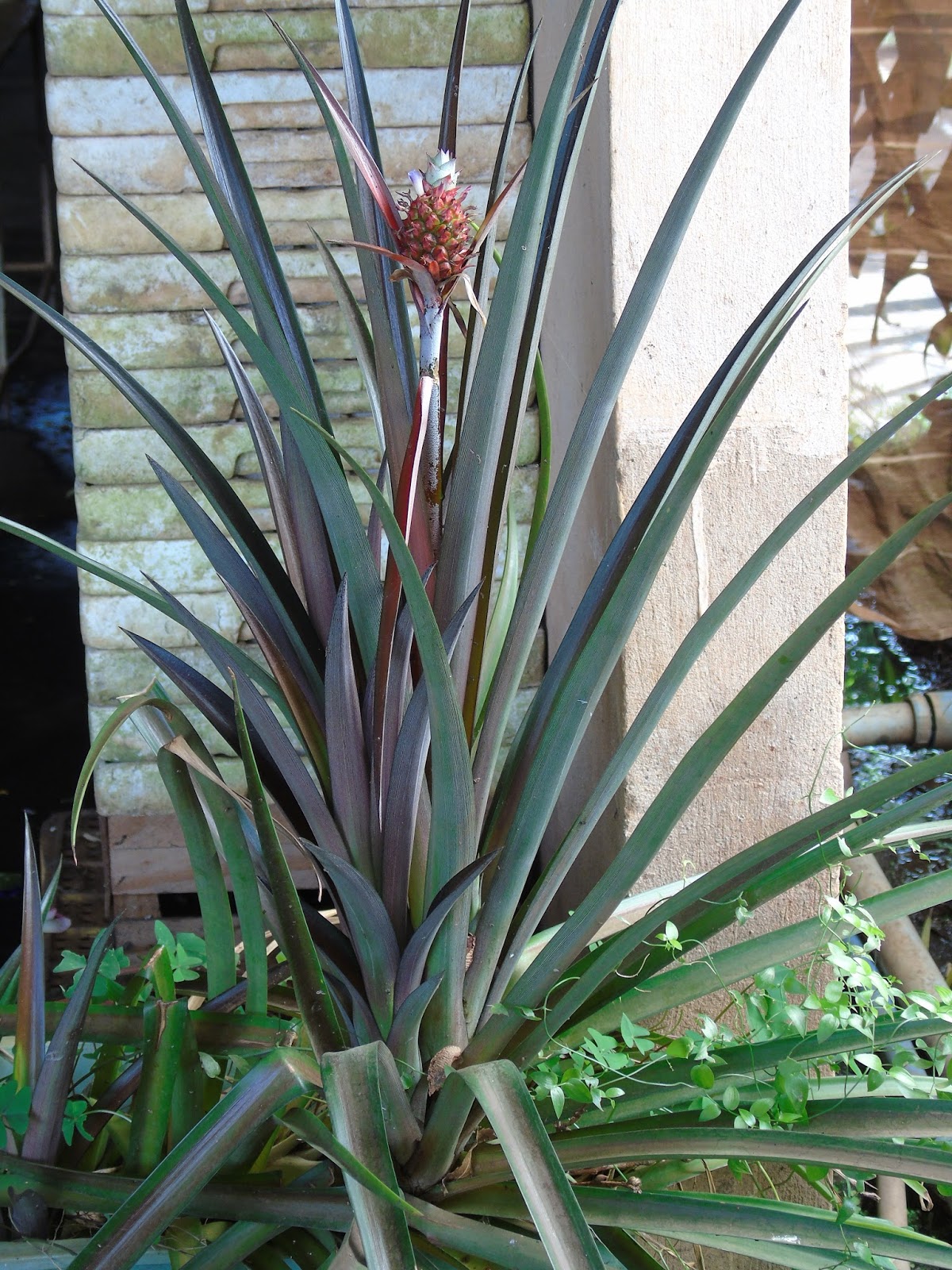 Abacaxi-ornamental (Ananas spp) | A planta da vez