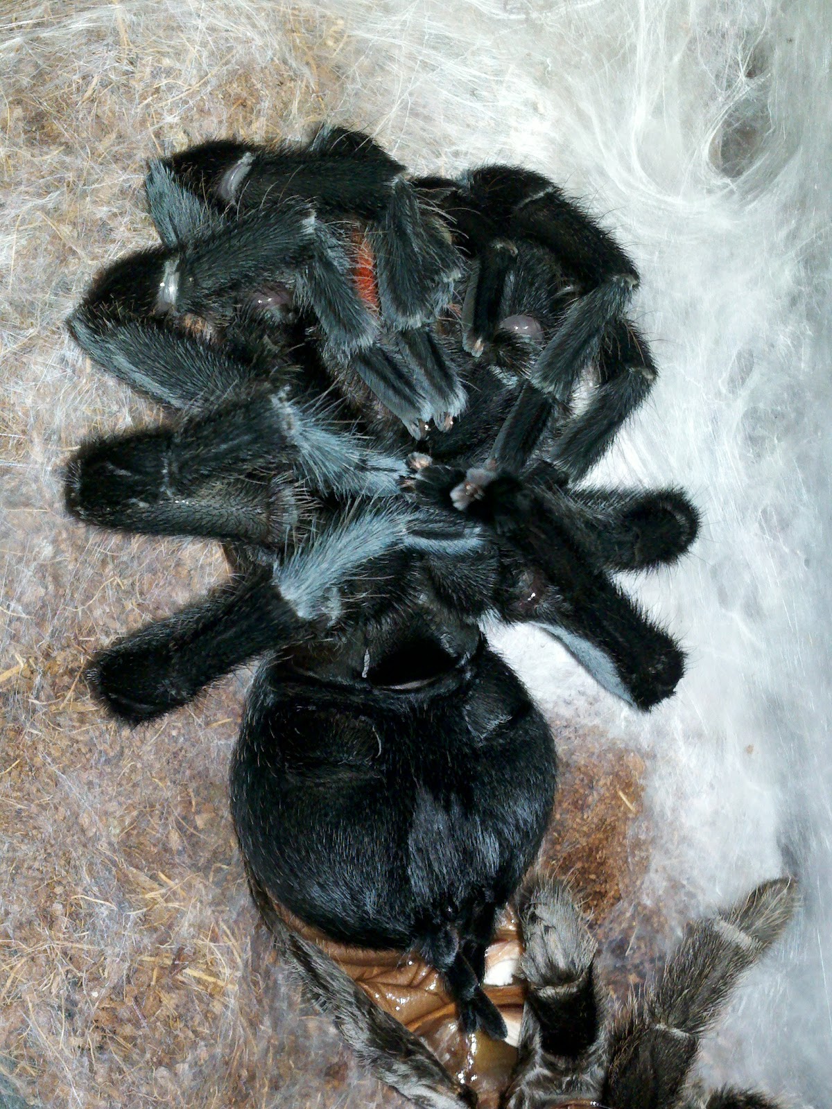 Brazilian Black Tarantula