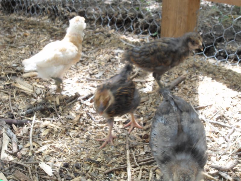 Muffy and Spencer: The Great Chicken Migration of '11