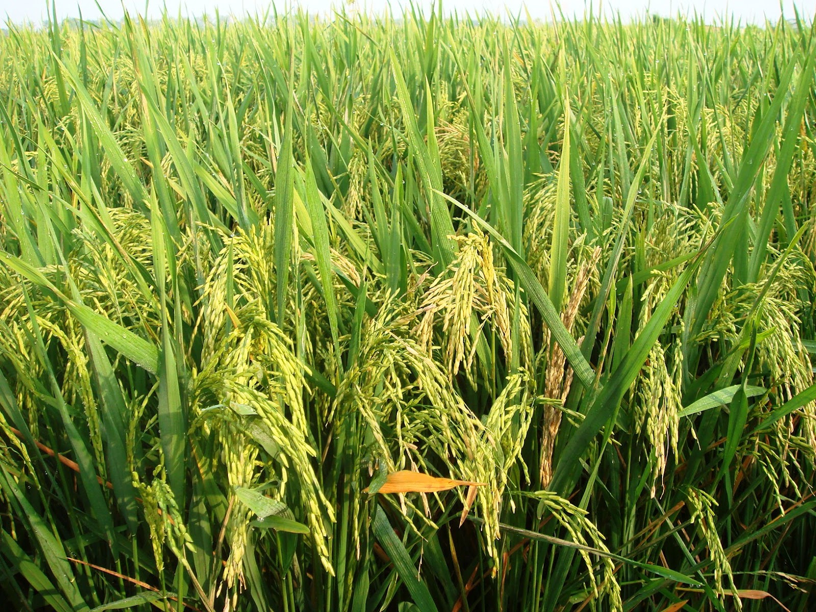 ĐÒI TÁC QUYỀN CHO CÂY LÚA