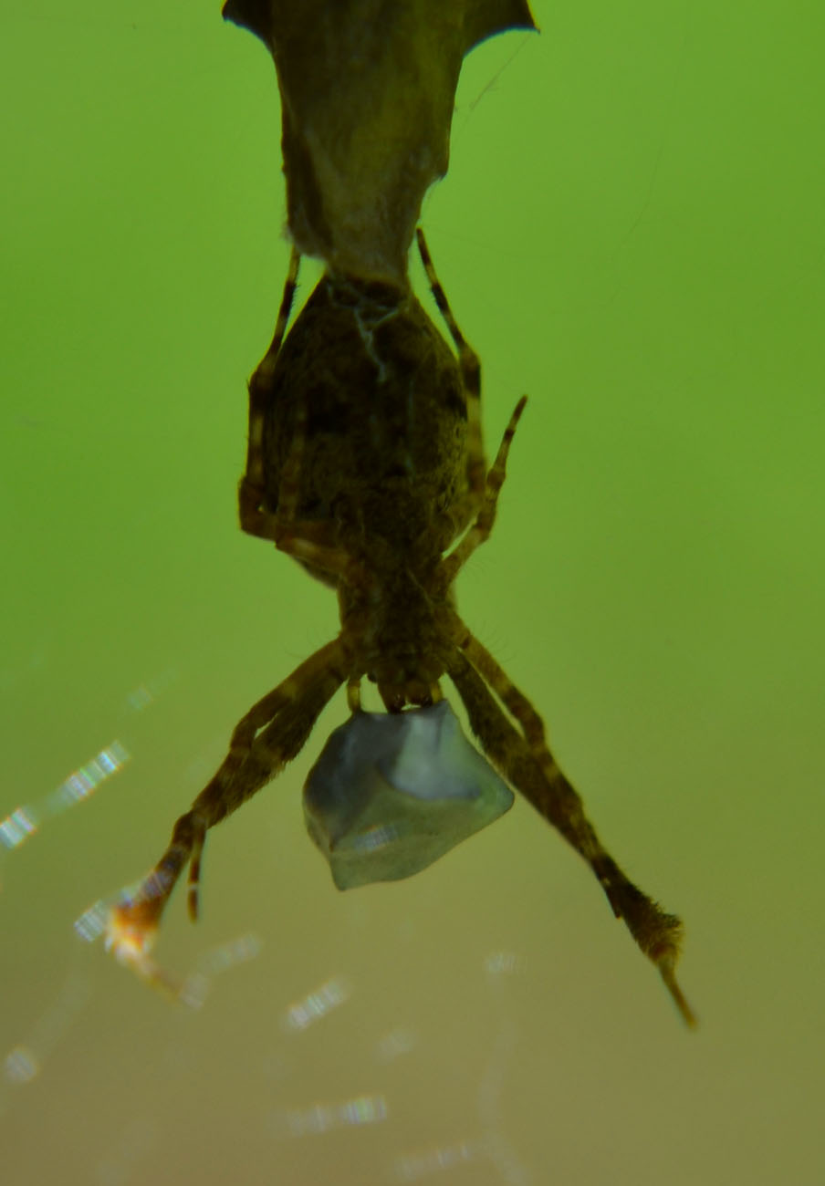Woods Walks and Wildlife: Feather-legged Orb Weaver