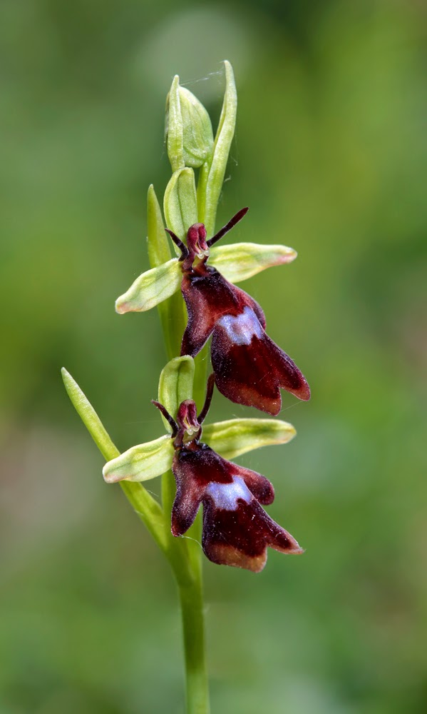 Bedfordshire Orchid Group