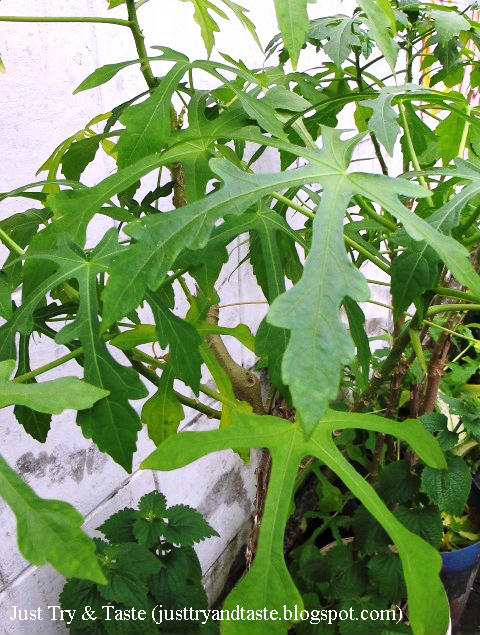 Mengenal Daun Gedi, Sayuran Khas Manado | Just Try & Taste