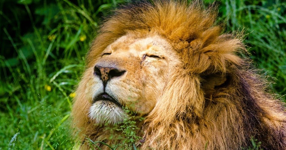 Kumpulan Foto-Foto Singa Afrika HD - Foto Dan Gambar Terbaru