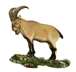 Wild and Wonderful Life on Planet Earth: The Mystery of the Atlas Bear