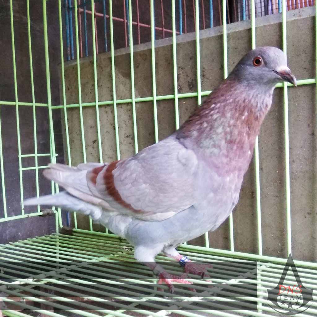 NOMINAL TEAM Merpati Balap BIRD FARM